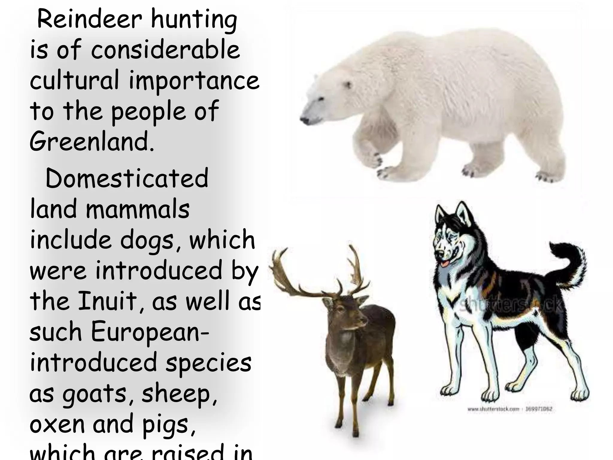 Wildlife of greenland ppt | PPTX