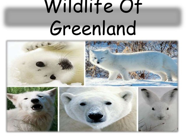 Wildlife of greenland ppt