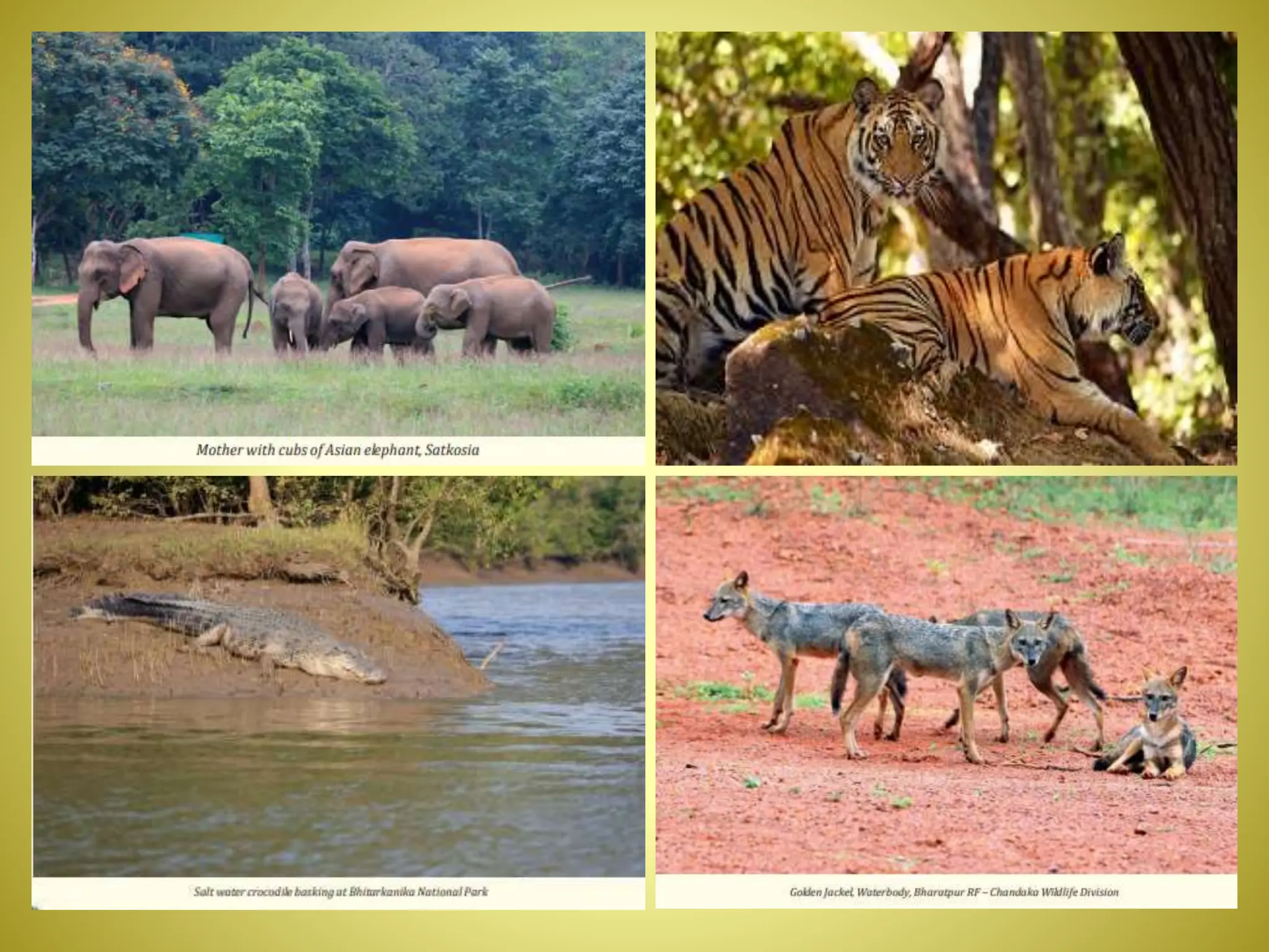 wild life of Odisha.pptx | Zoos & Aquariums | Attractions