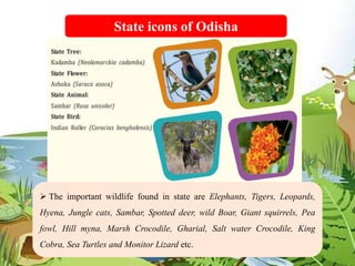 wild life of Odisha.pptx