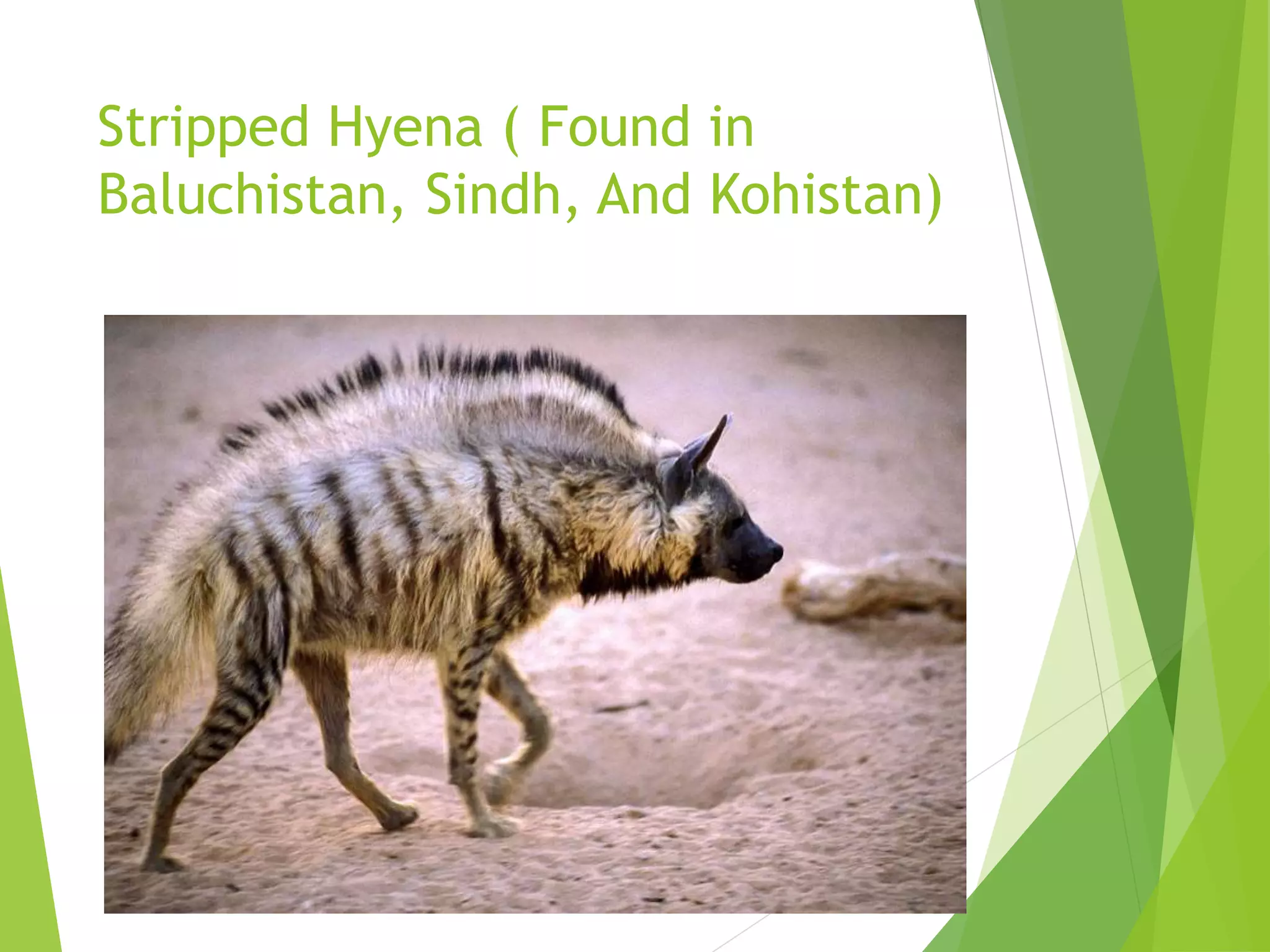 Wild life of pakistan By Mr Allah Dad Khan Visiting Professor The ...