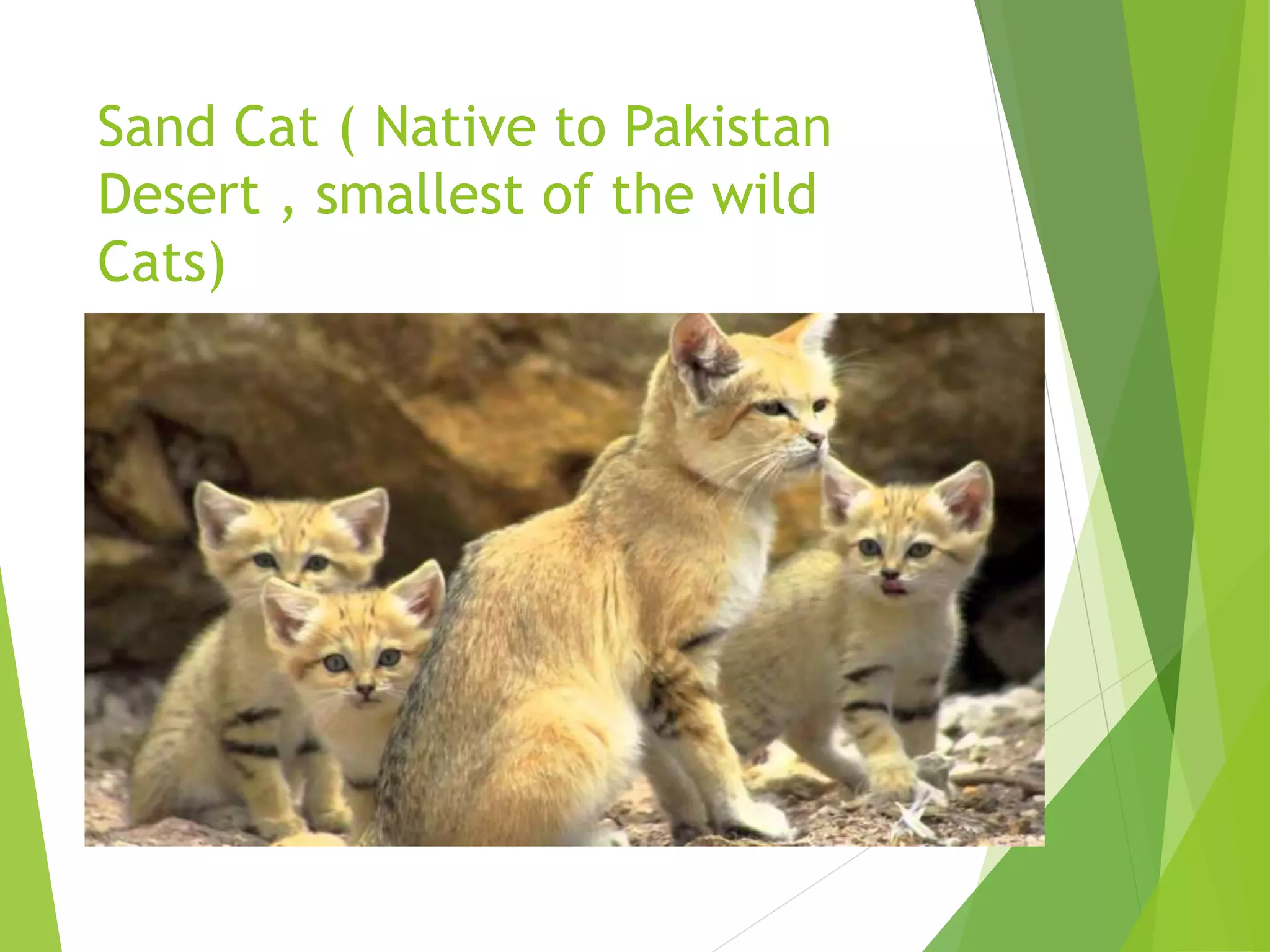 Wild life of pakistan By Mr Allah Dad Khan Visiting Professor The ...