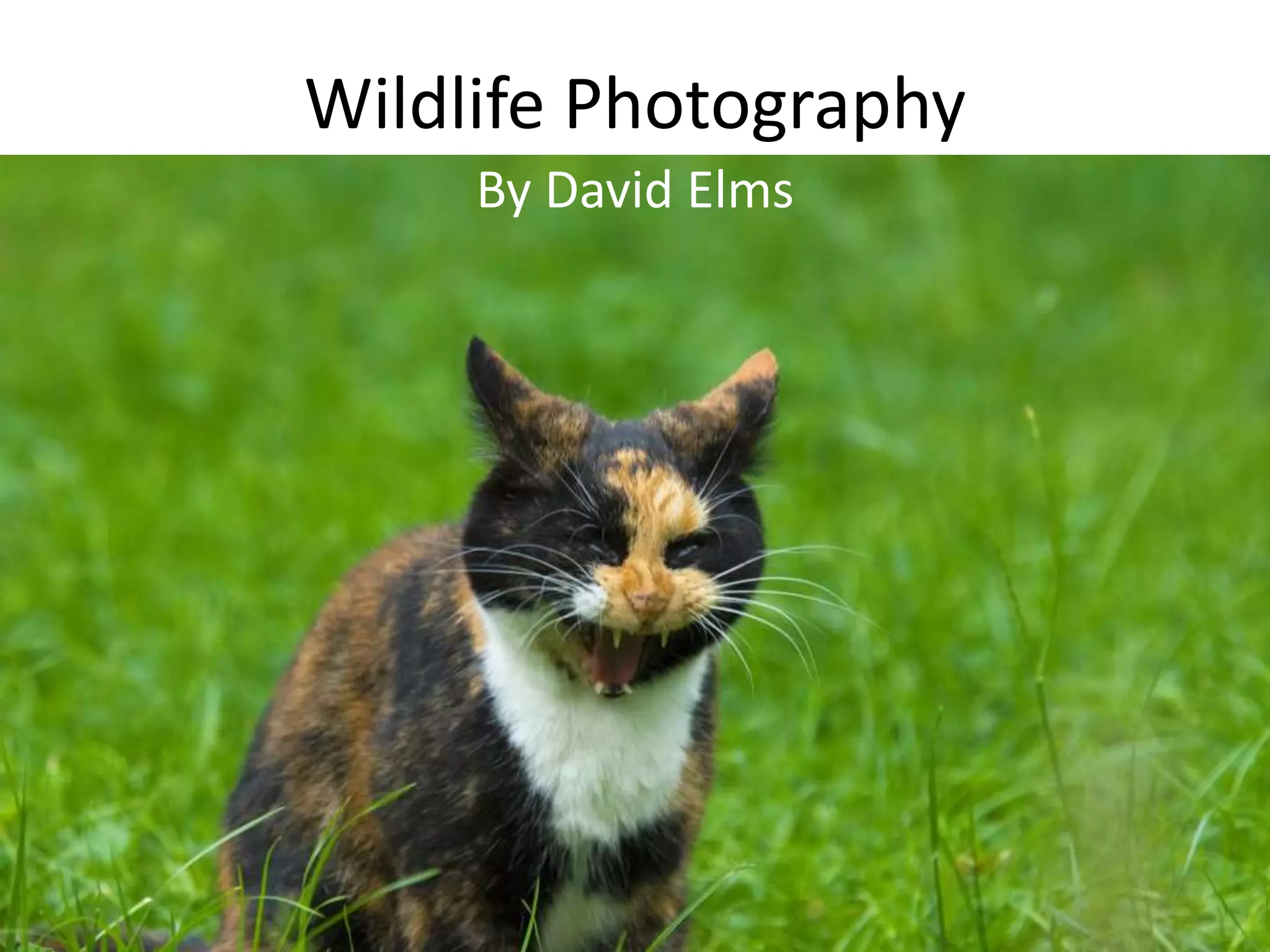 Introduction to Wildlife Photography 2014 | PPTX