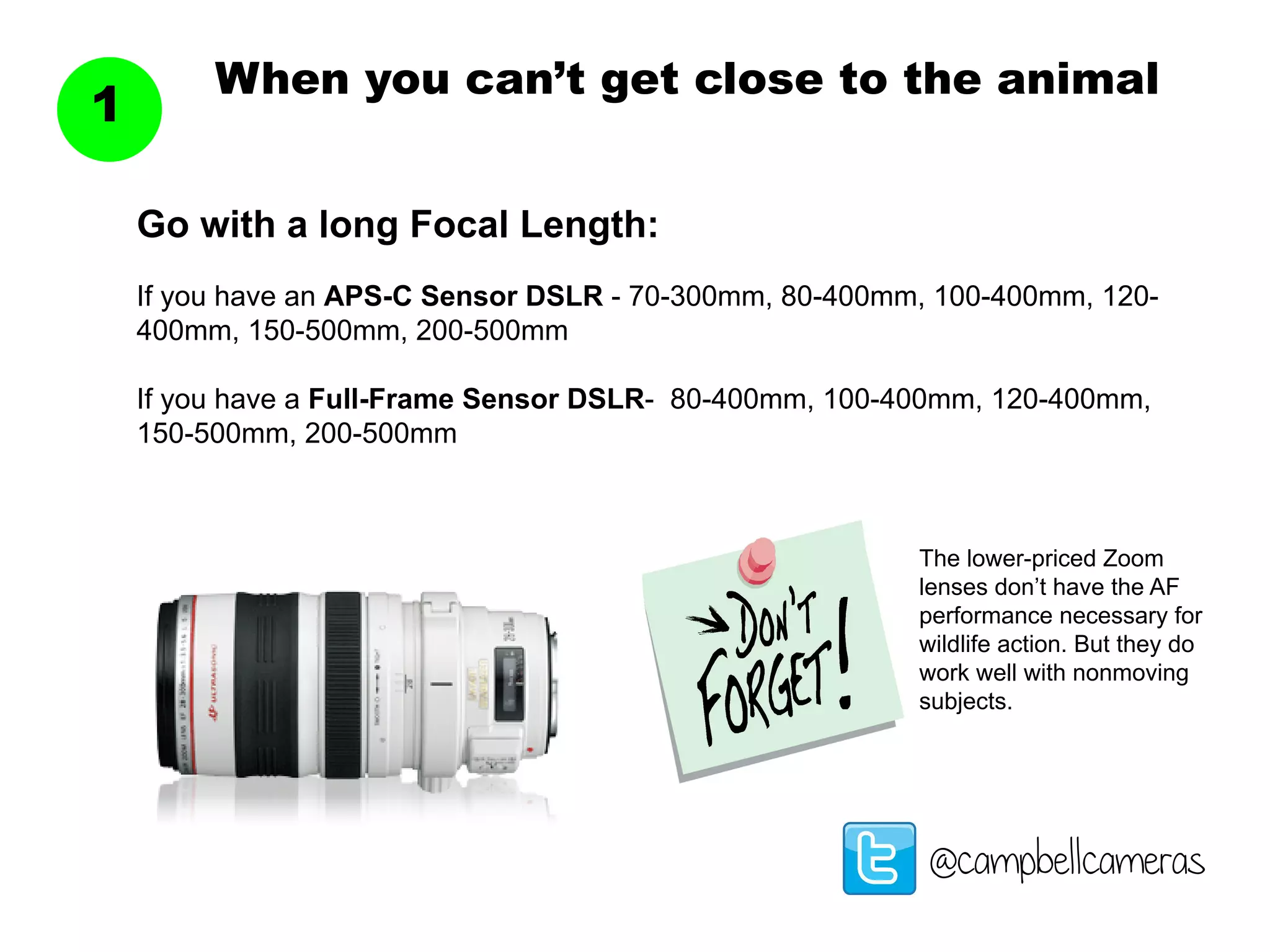 Lenses for Wildlife Photography & Videography | PDF | Photography ...