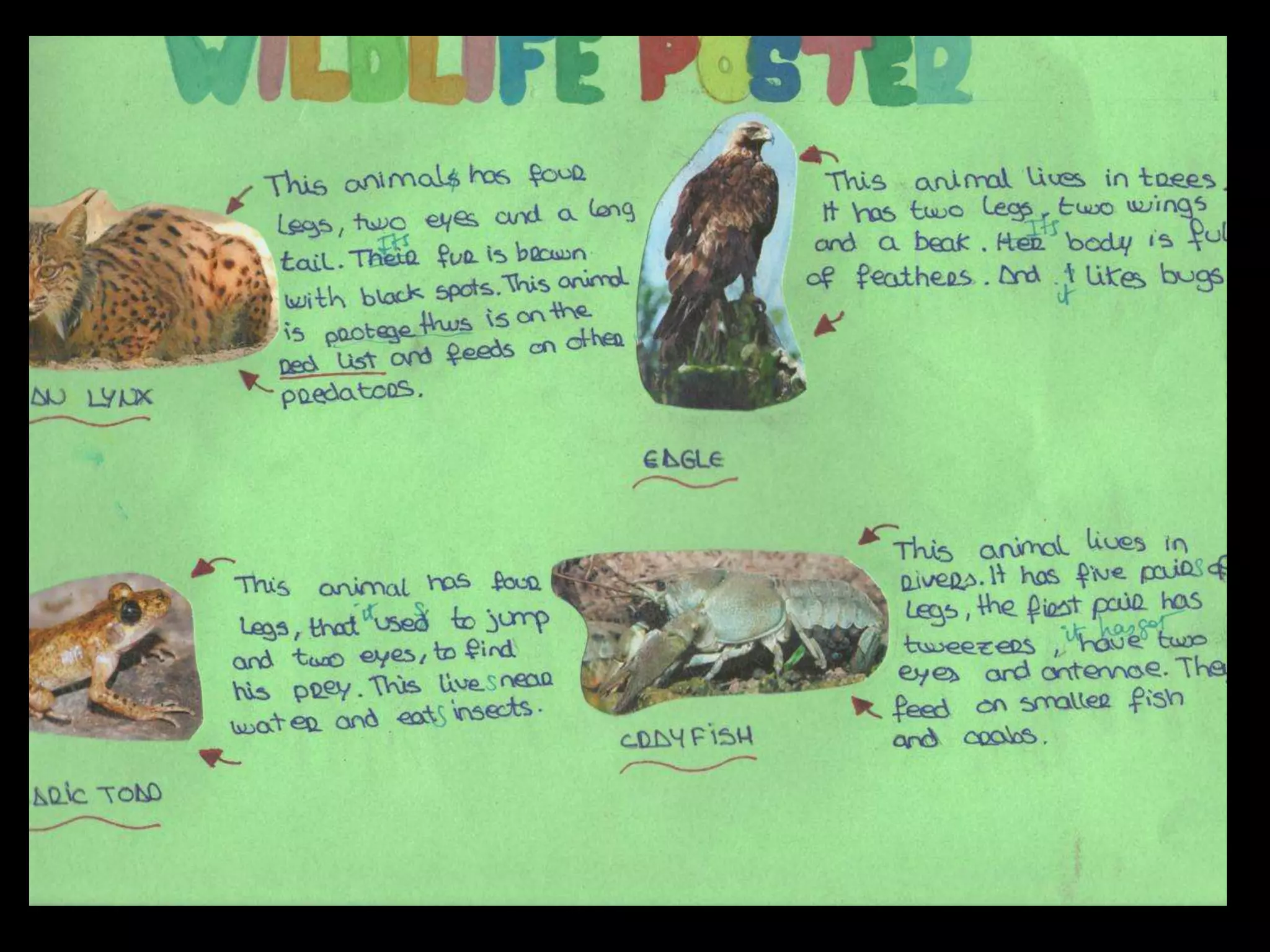 Wildlife posters | PPTX