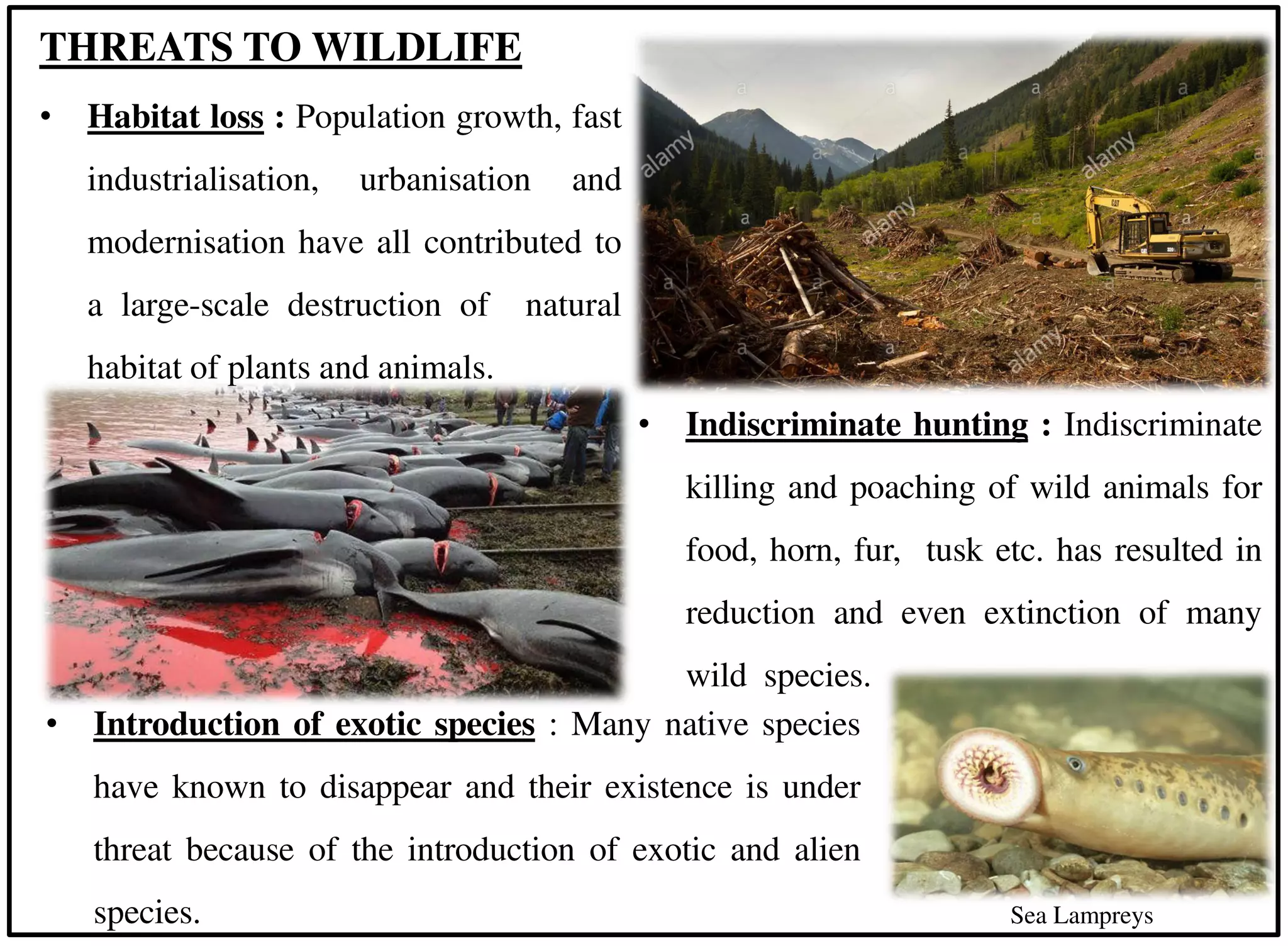 Wildlife presentation | PDF