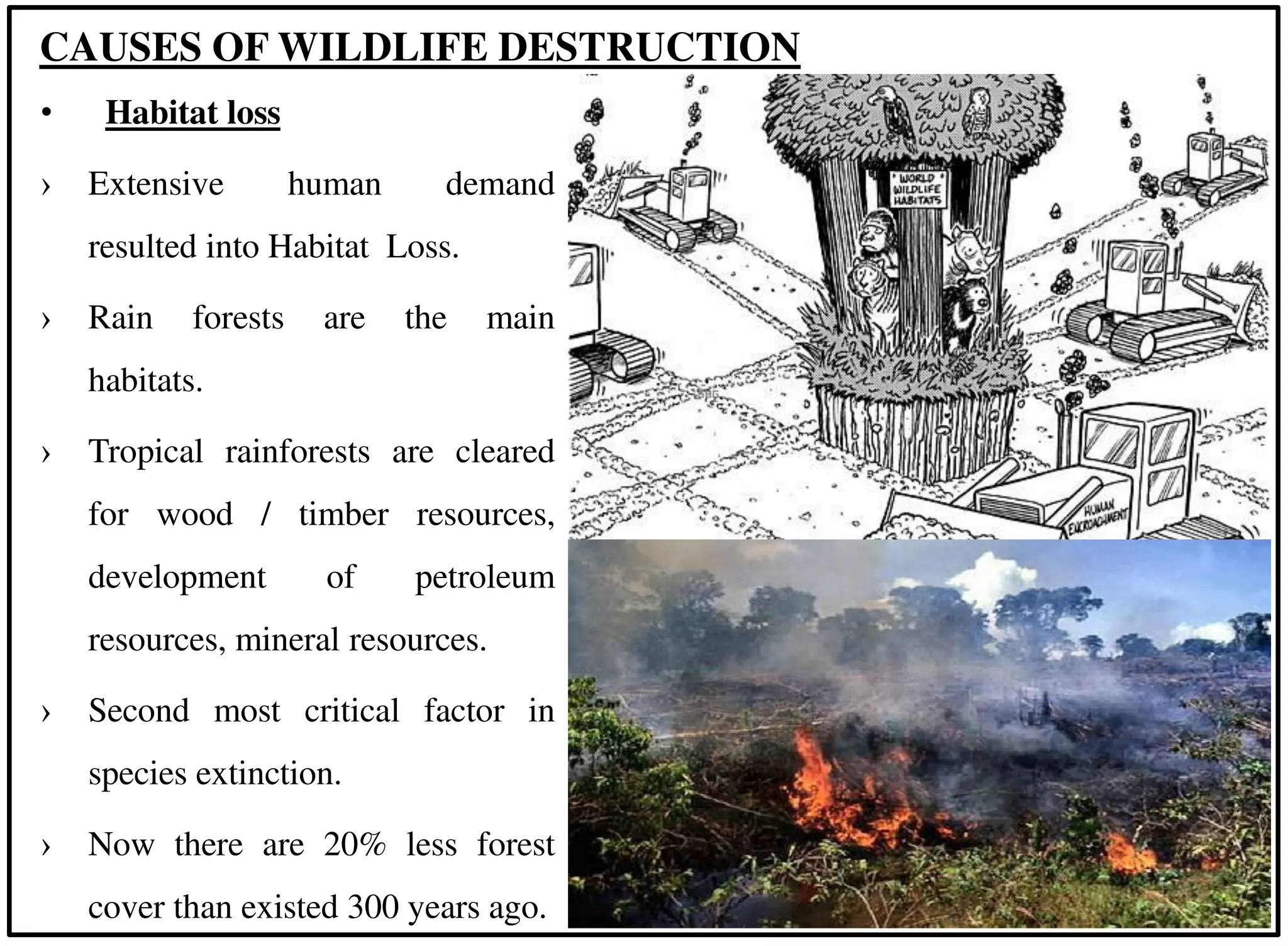 Wildlife presentation | PDF