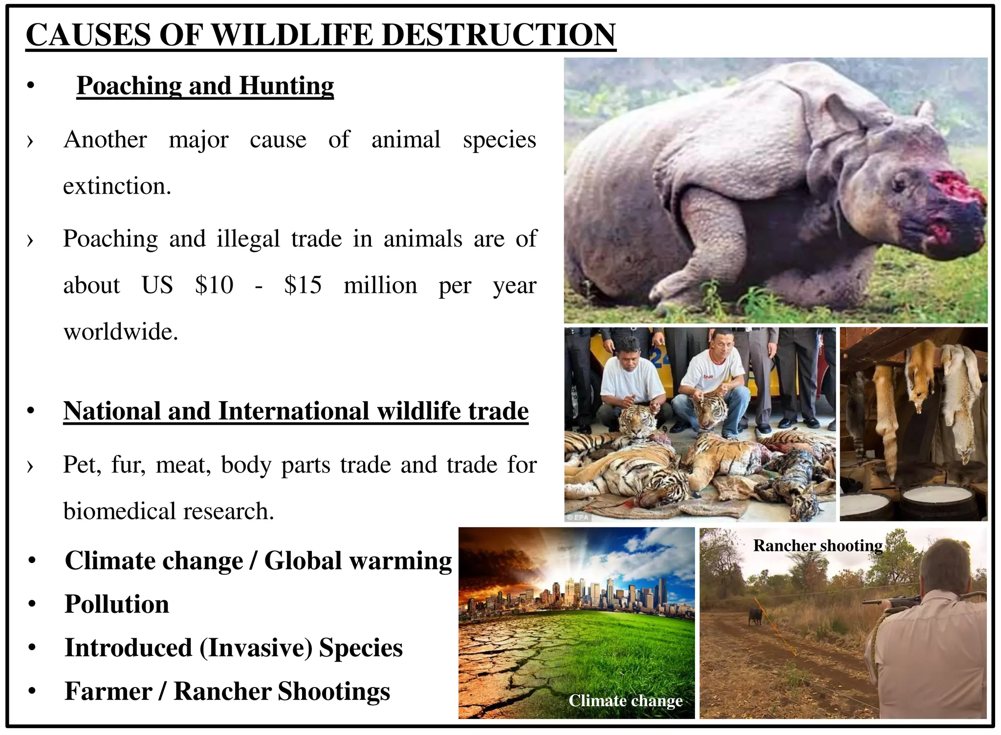 Wildlife presentation | PDF