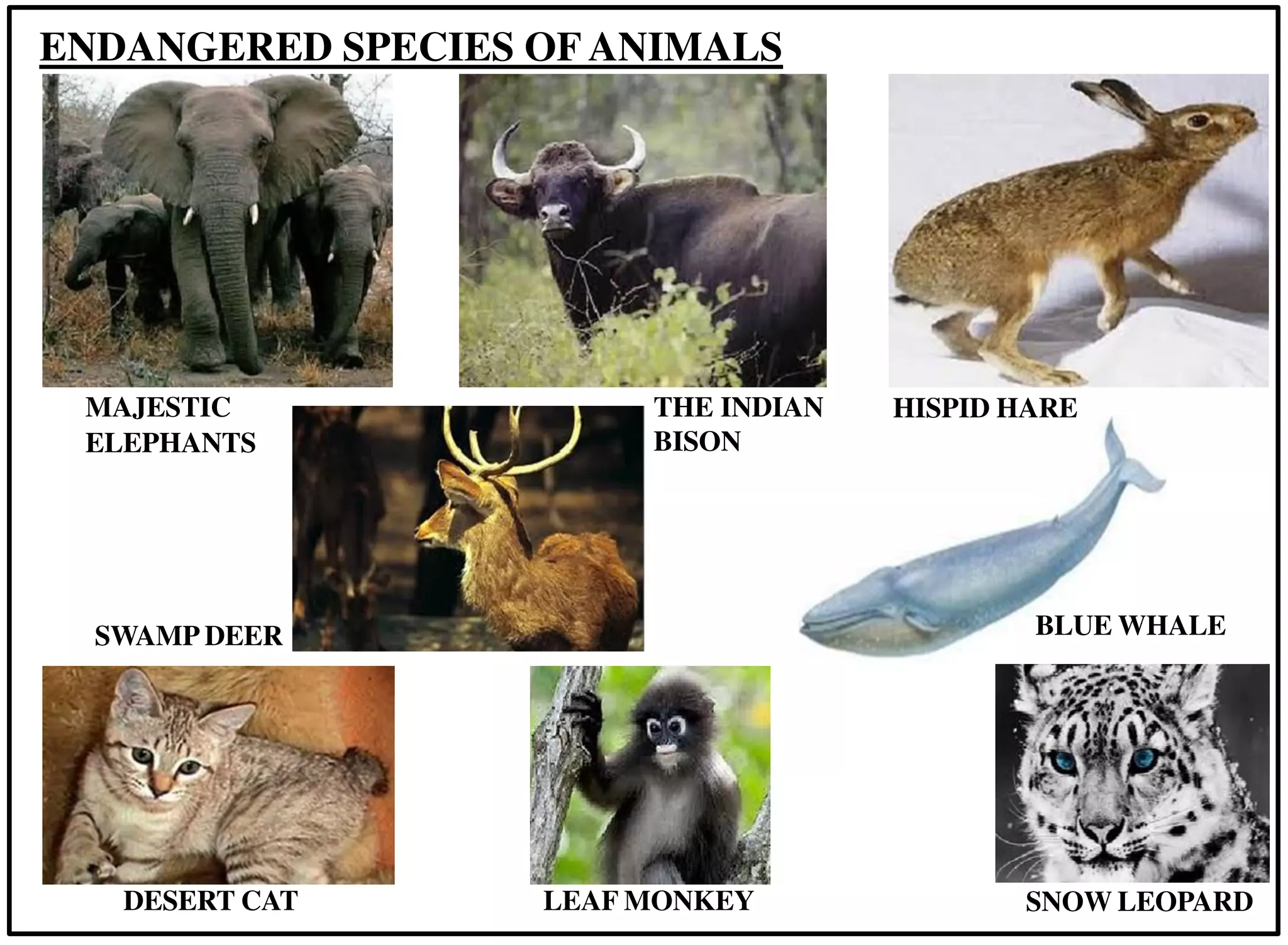 Wildlife presentation | PDF