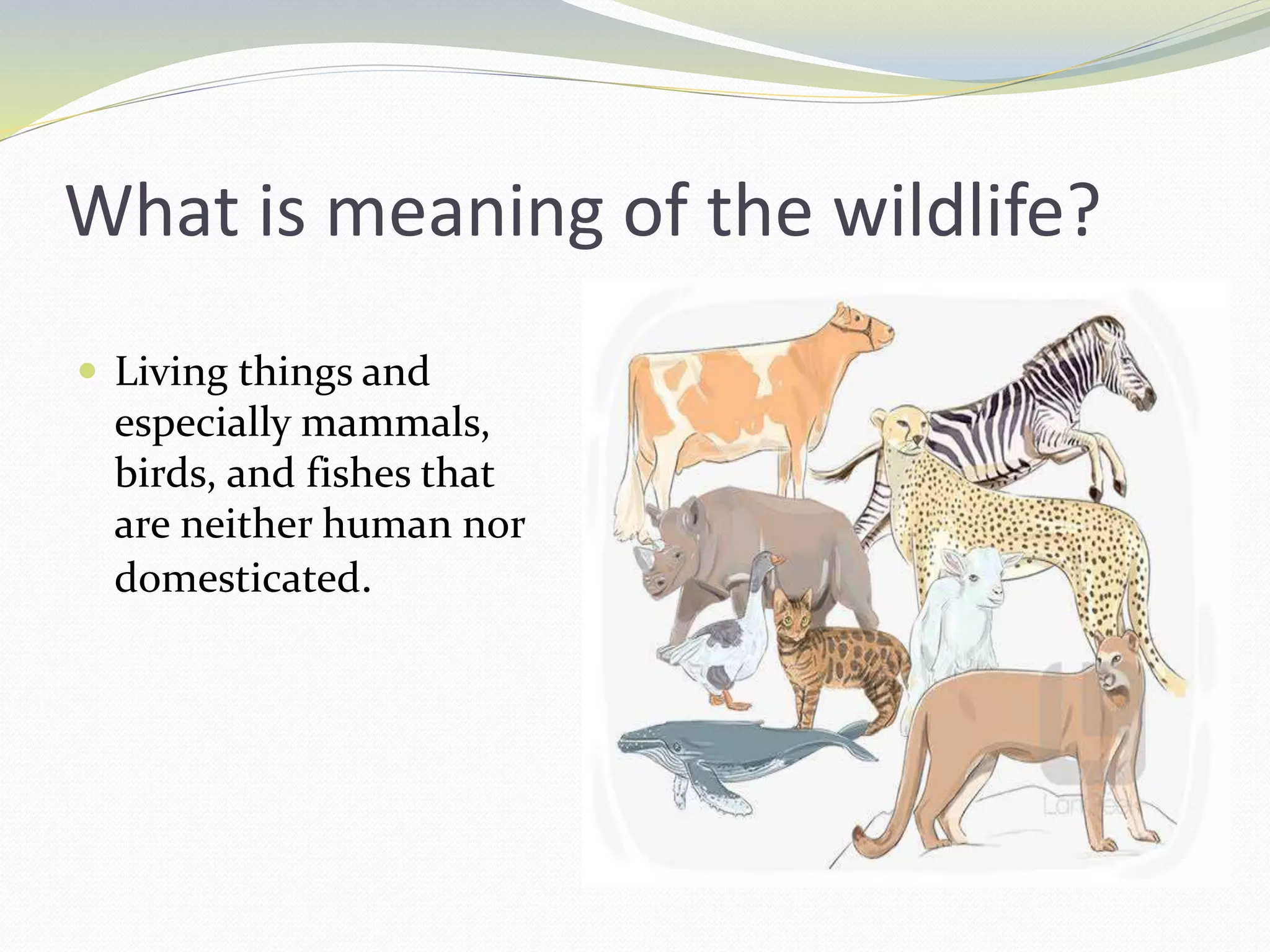 Wildlife Presentation Pptx