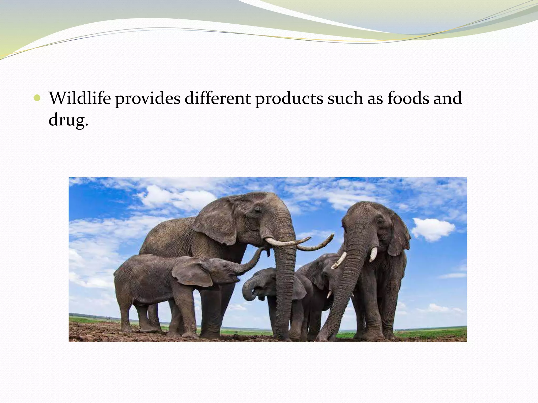 Wildlife presentation .pptx