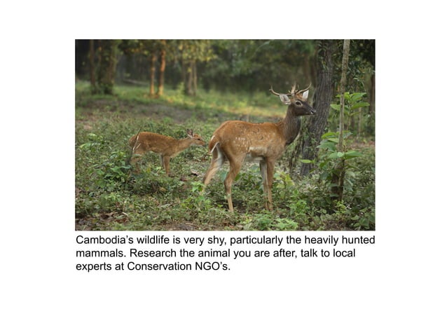 Wildlife Presentation | PPT