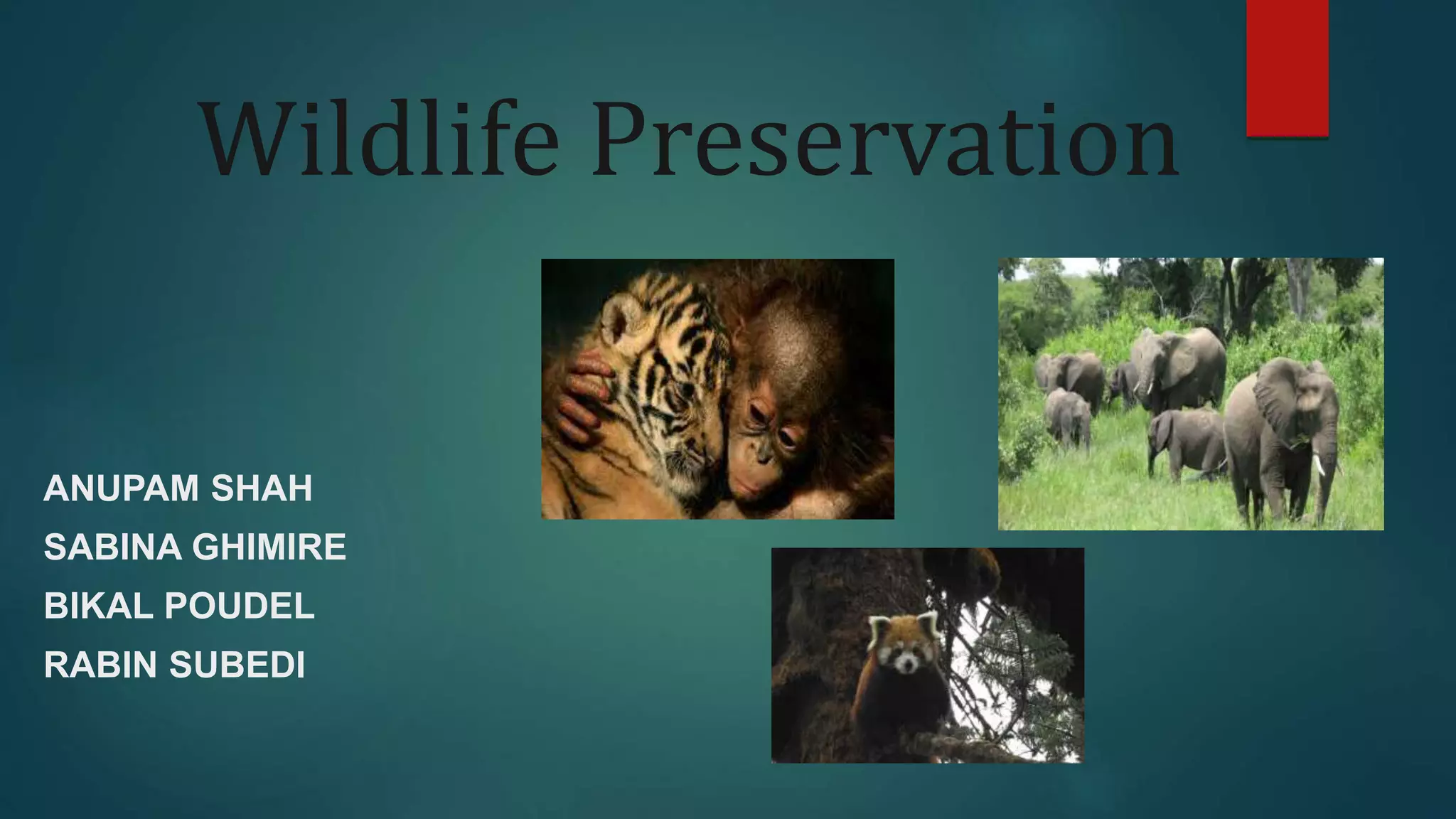 Wildlife preservation | PPTX