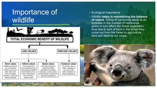 Wildlife protection | PPTX