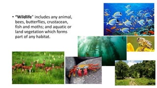 wildlife protection.pptx