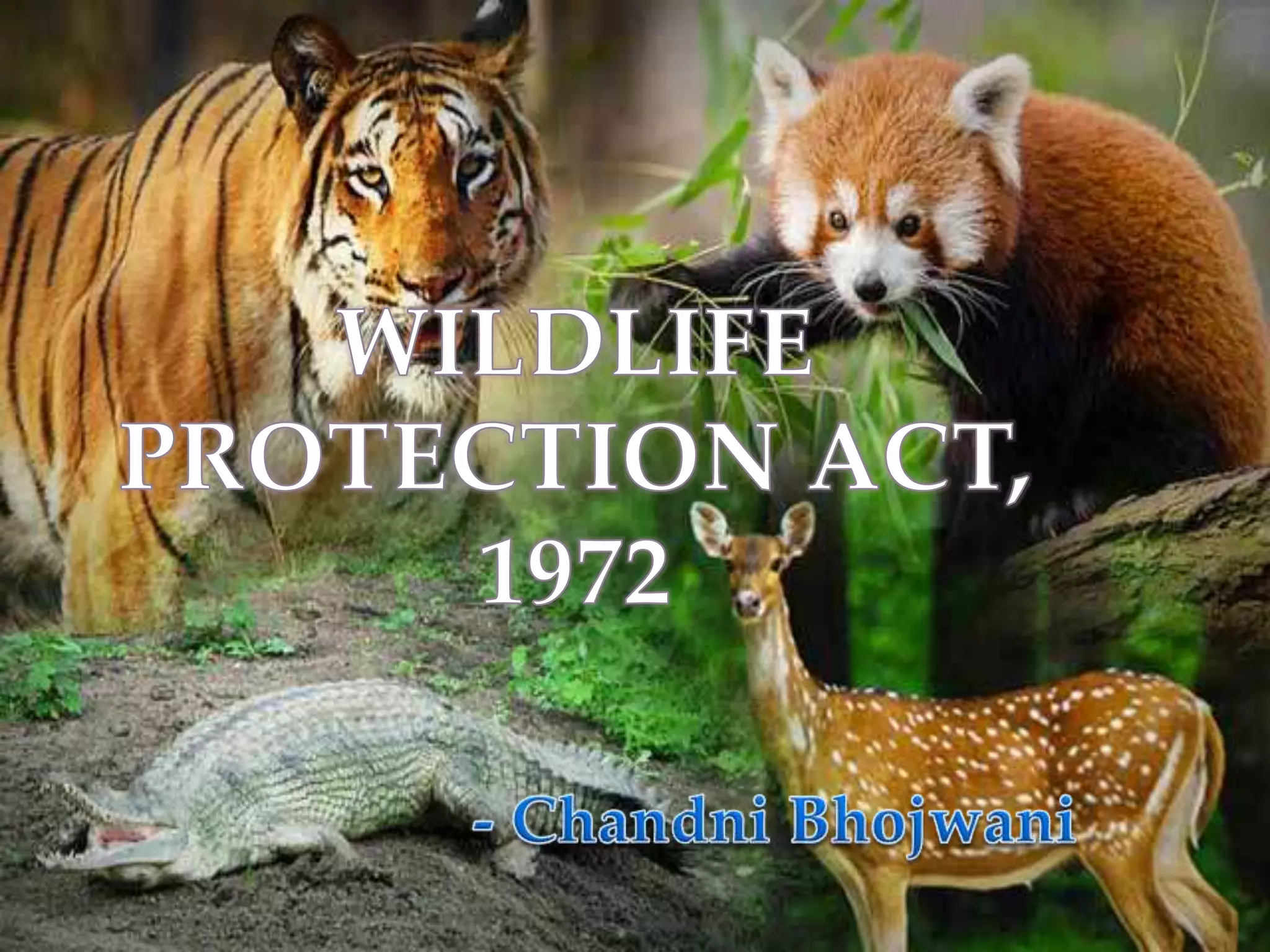 Wildlife protection act, 1972 | PPTX
