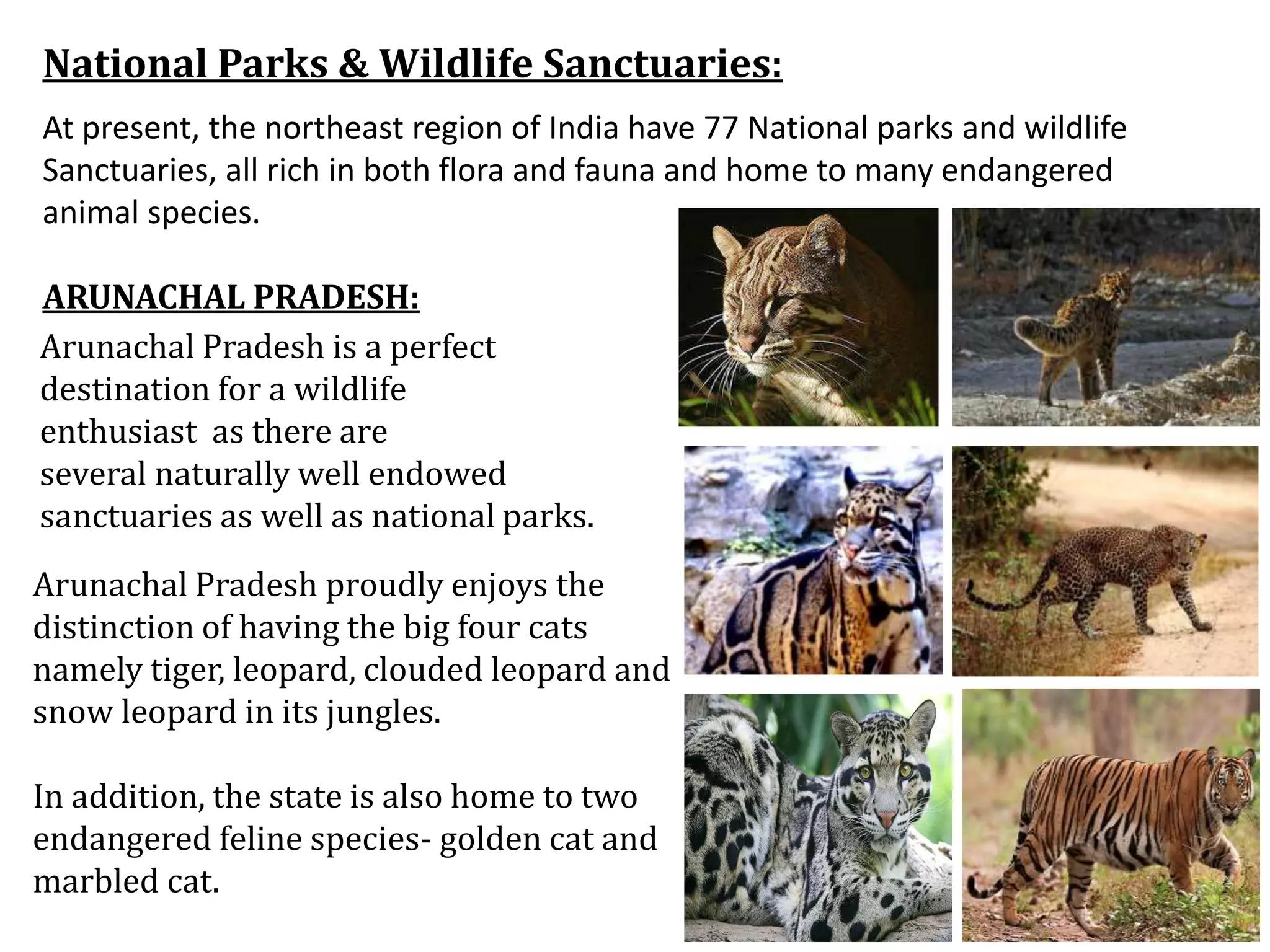 Wildlife tourism in north eastern regions of India | PPTX