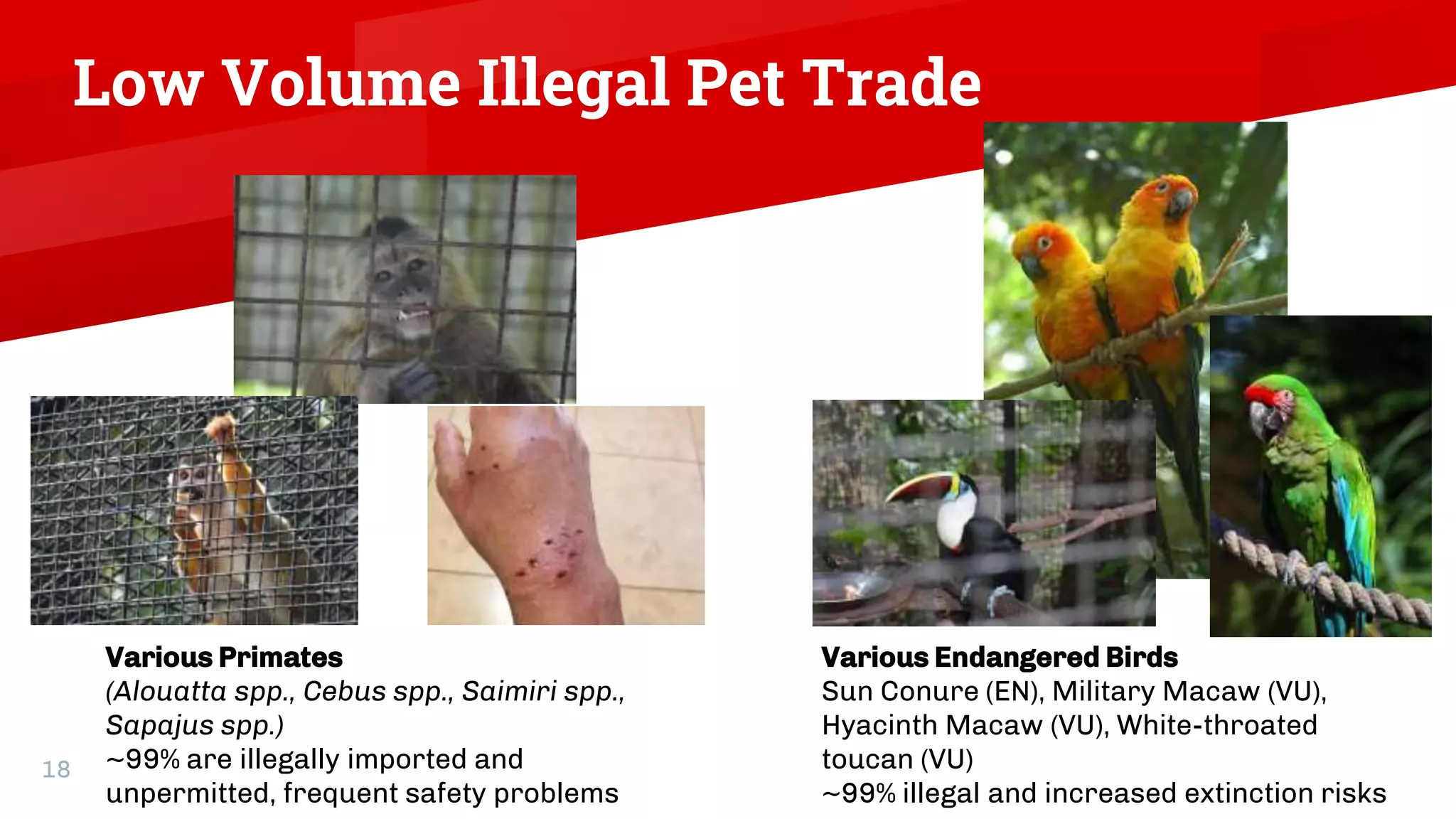 Trinidad and Tobago and the Wildlife Trade: A Case Study | PPTX