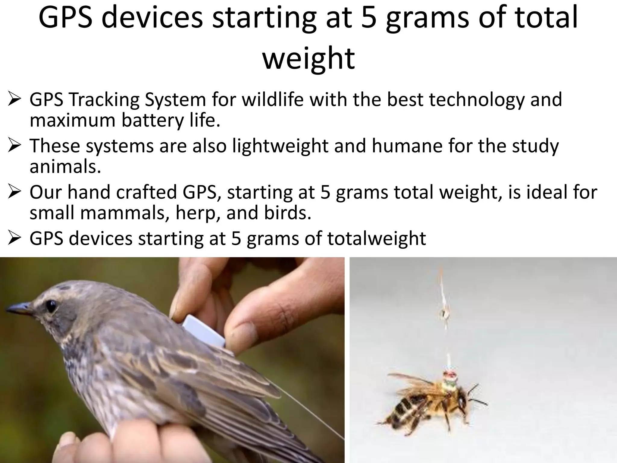globel positioning system (GPS) in Wildlife | PPTX