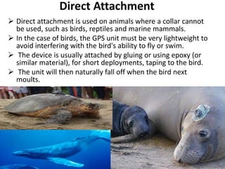 globel positioning system (GPS) in Wildlife | PPTX