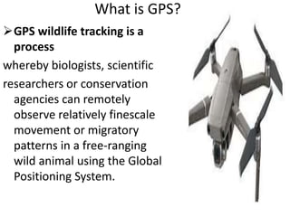 globel positioning system (GPS) in Wildlife | PPTX