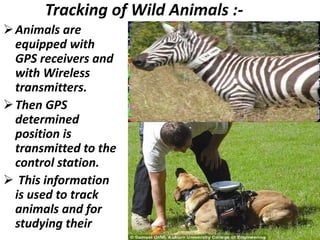 globel positioning system (GPS) in Wildlife | PPTX | Auto Navigation ...