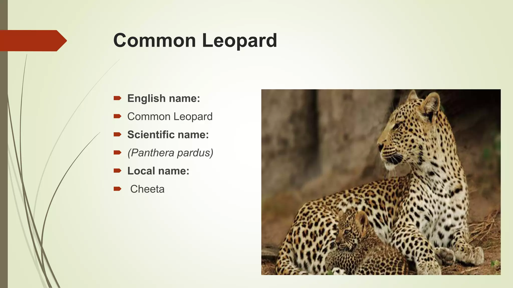 Scientific names of wild mammals in pakistan.pptx