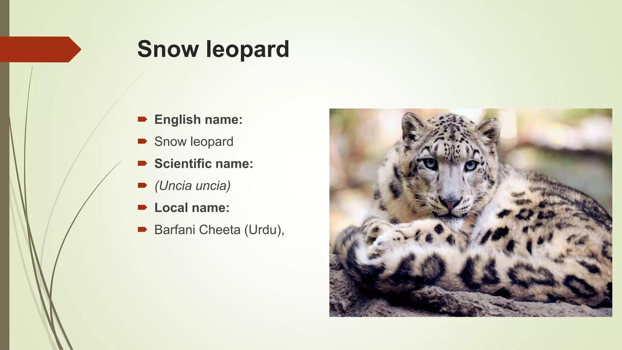 Scientific names of wild mammals in pakistan.pptx