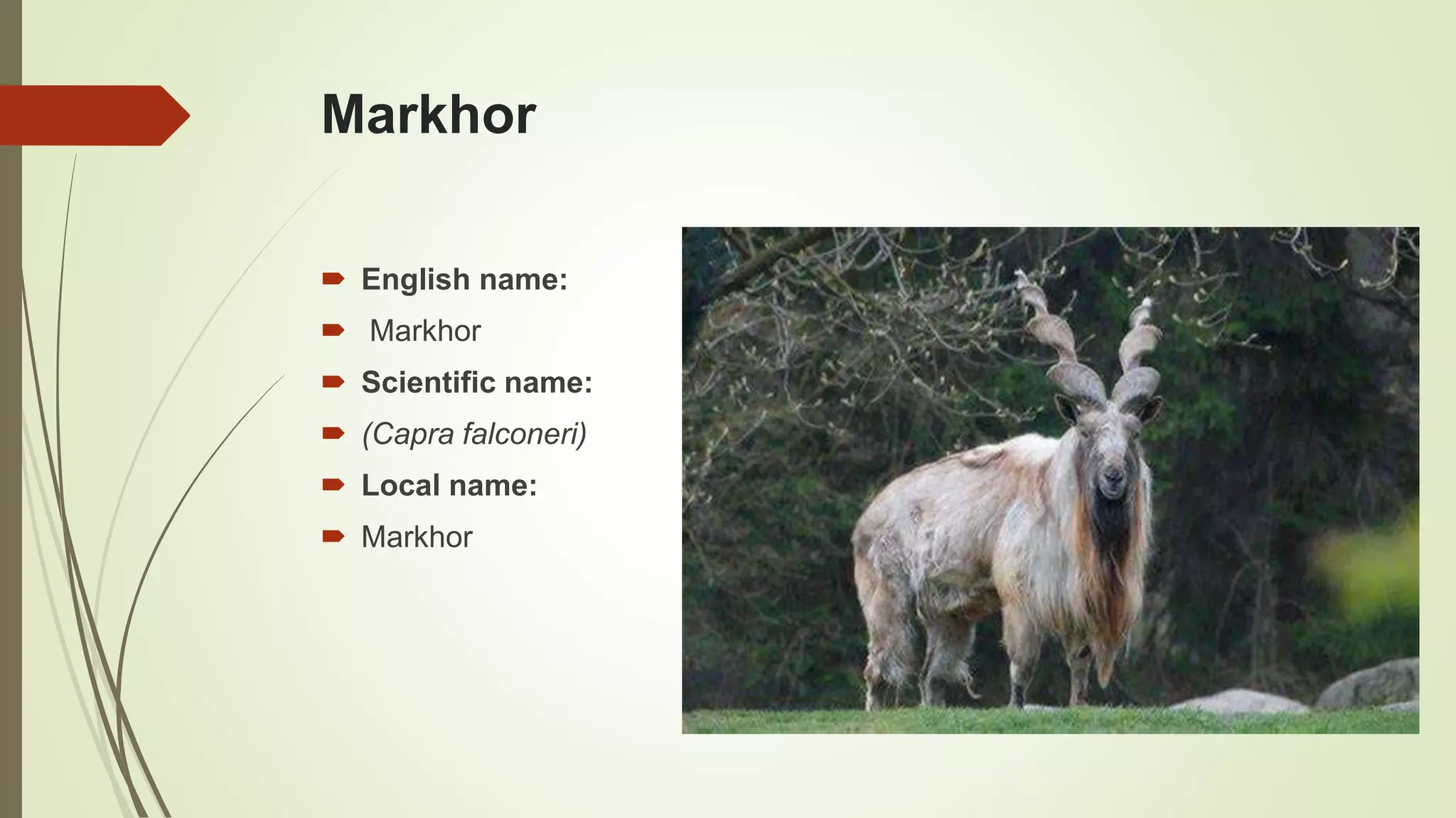 Scientific names of wild mammals in pakistan.pptx