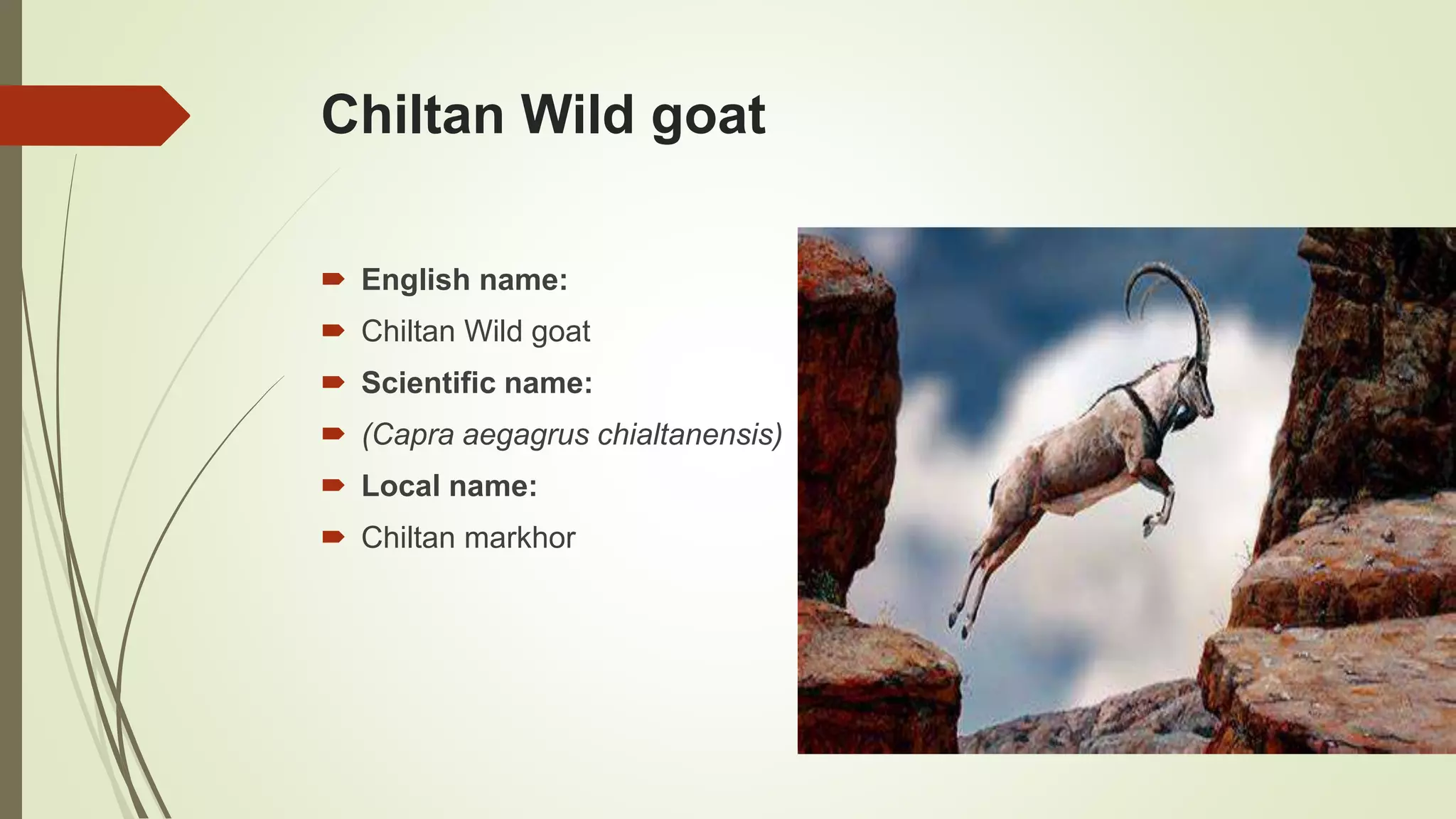 Scientific names of wild mammals in pakistan.pptx