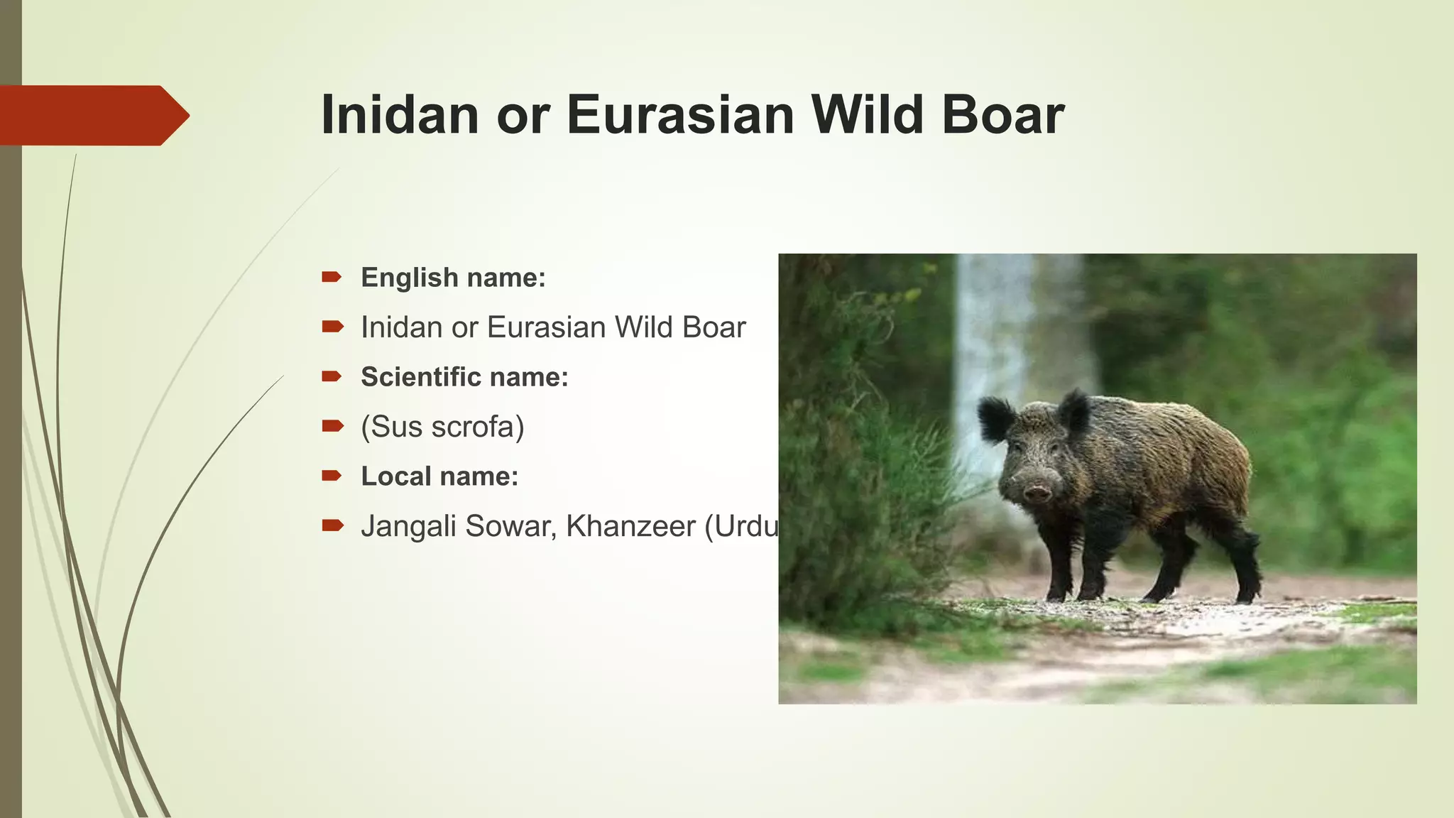 Scientific names of wild mammals in pakistan.pptx