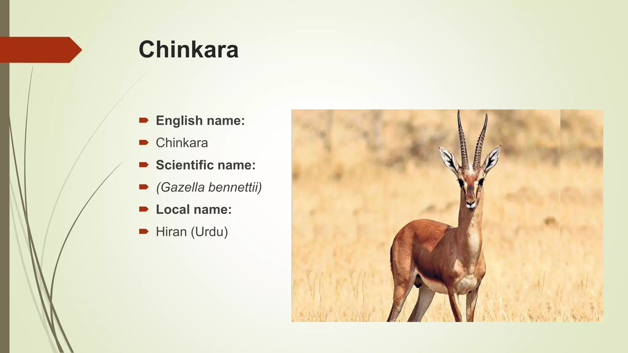 Scientific names of wild mammals in pakistan.pptx