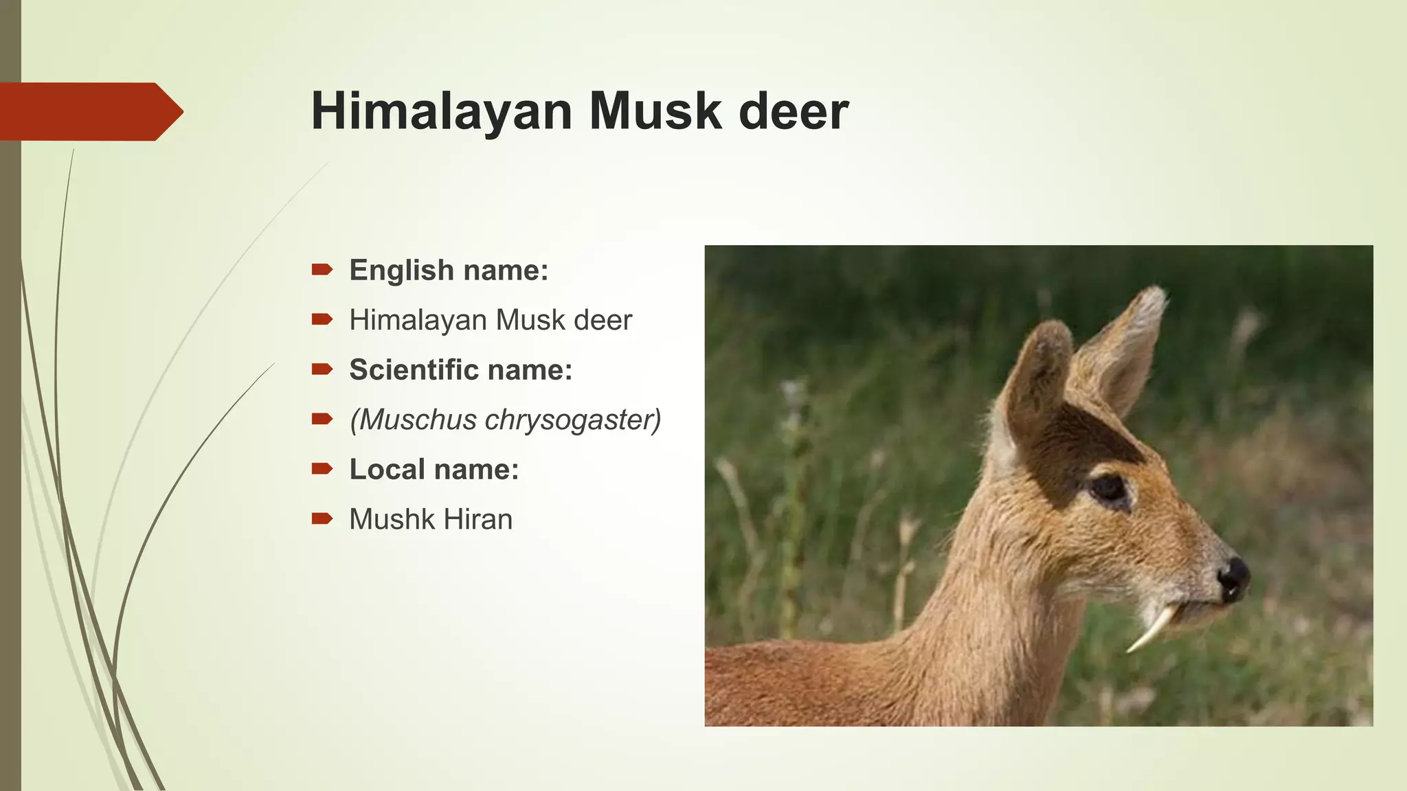 Scientific names of wild mammals in pakistan.pptx