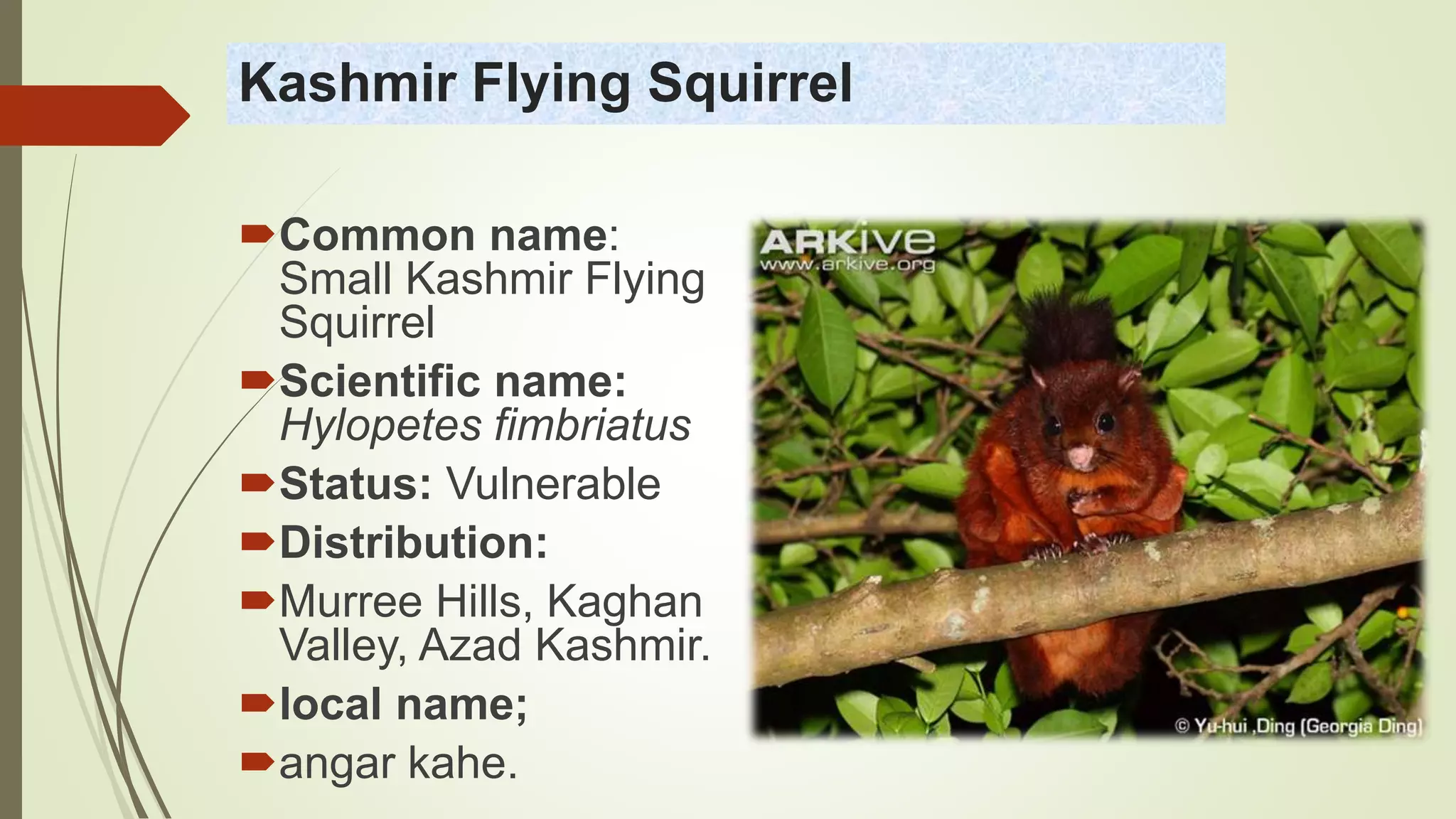 Scientific names of wild mammals in pakistan.pptx