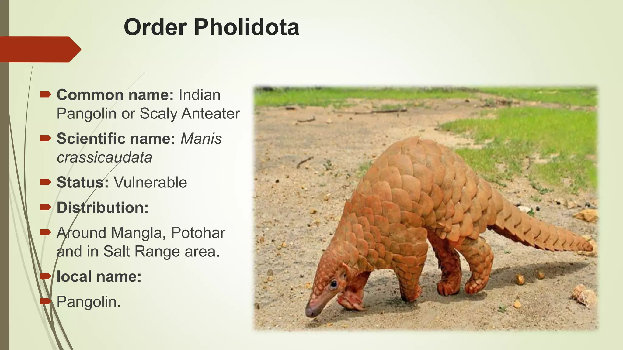 Scientific names of wild mammals in pakistan.pptx