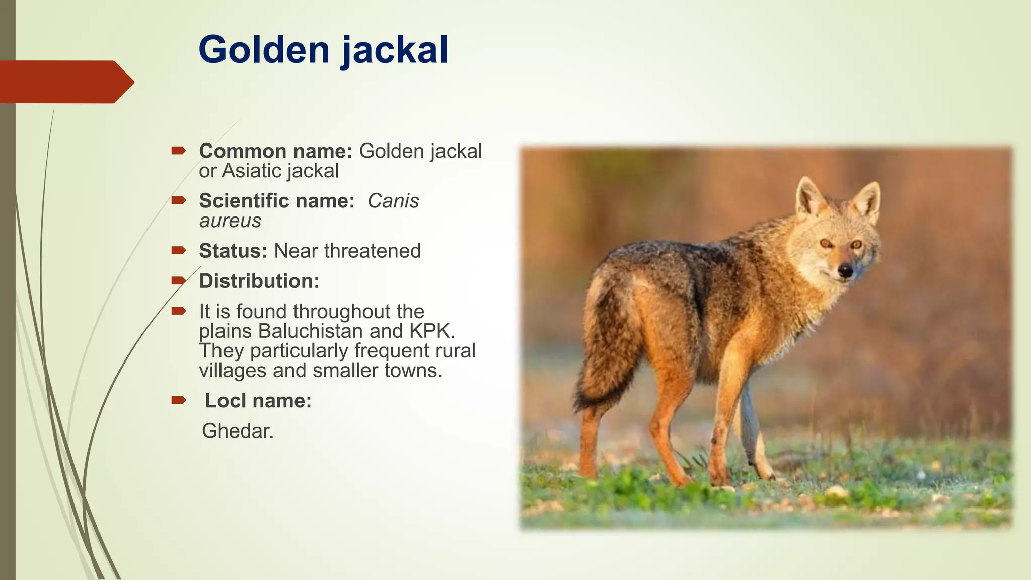 Scientific names of wild mammals in pakistan.pptx