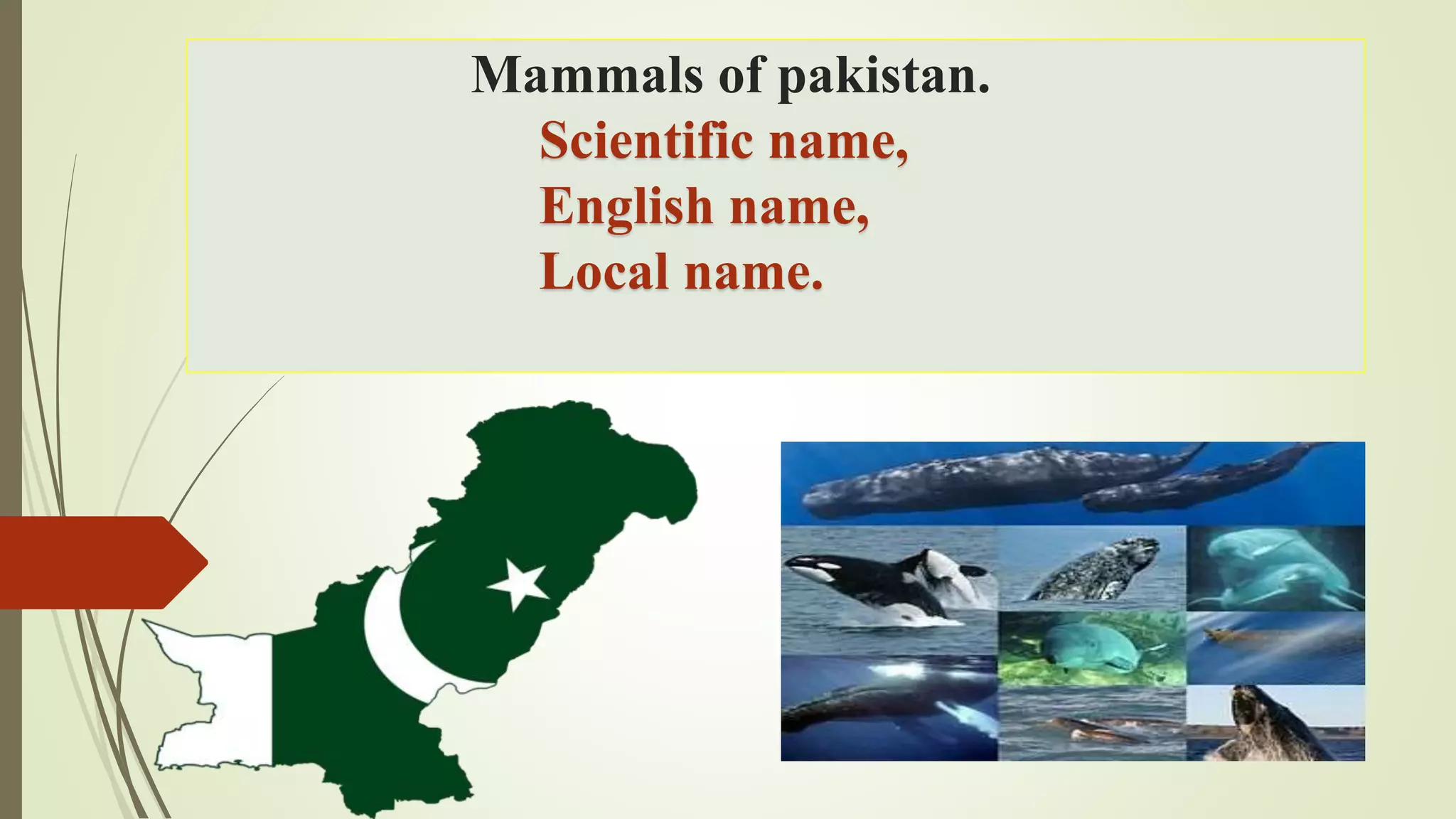 Scientific names of wild mammals in pakistan.pptx