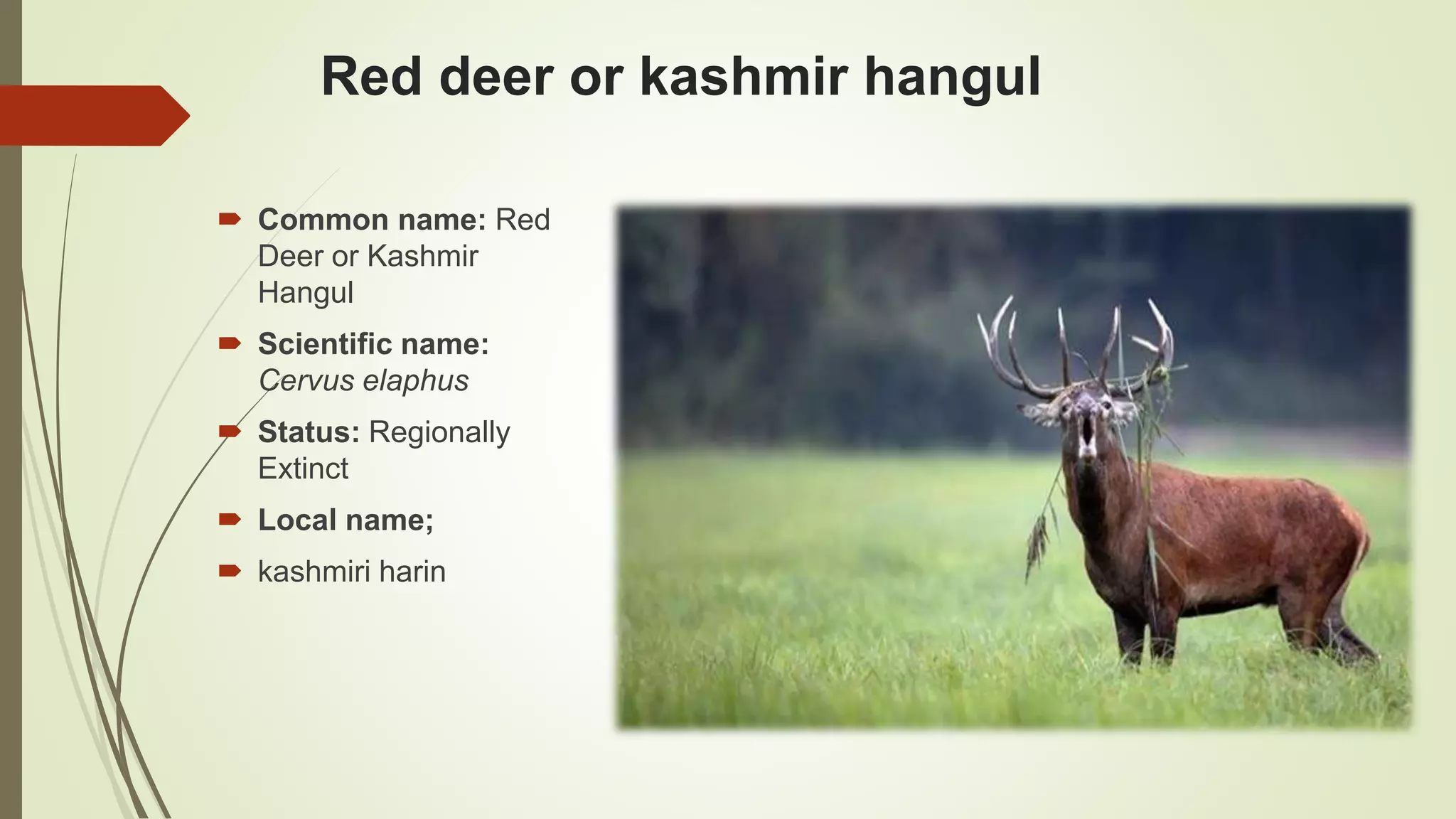Scientific names of wild mammals in pakistan.pptx