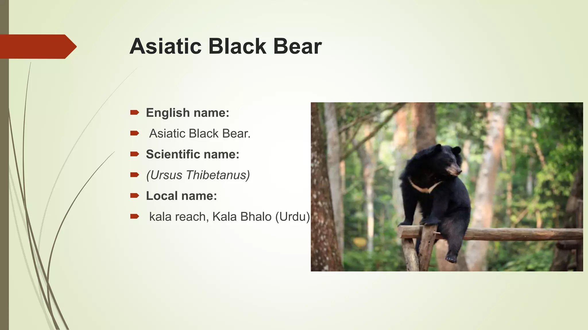 Scientific names of wild mammals in pakistan.pptx
