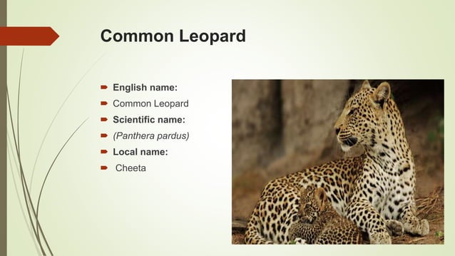 Scientific names of wild mammals in pakistan.pptx