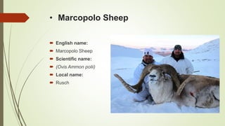 Scientific names of wild mammals in pakistan.pptx