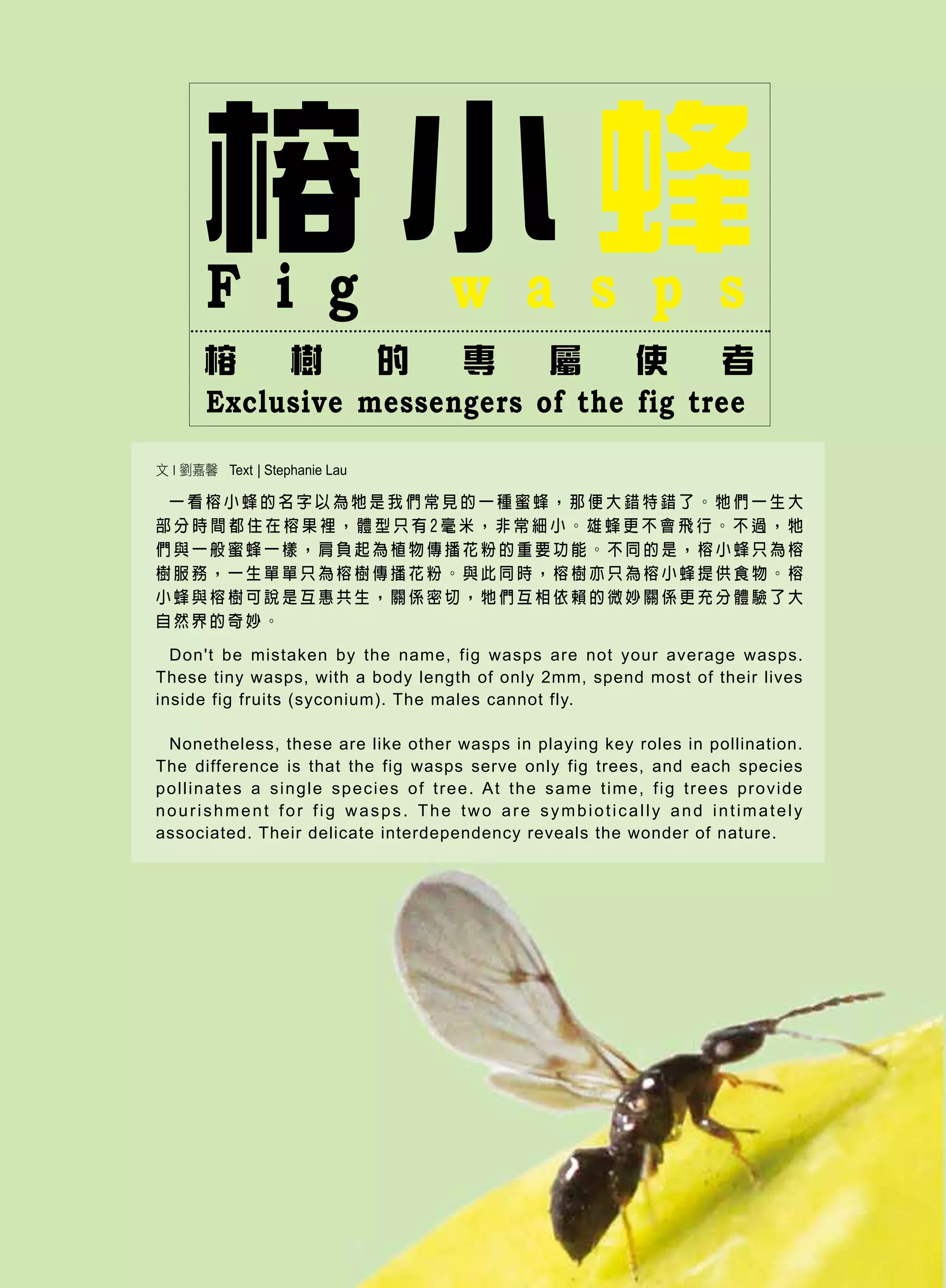 榕樹的專屬使者榕小蜂 | PDF