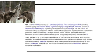 Wilk | PDF