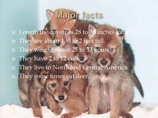 Coyote | PPTX