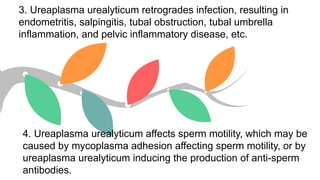 Will a positive ureaplasma urealyticum cause female infertility? | PDF ...