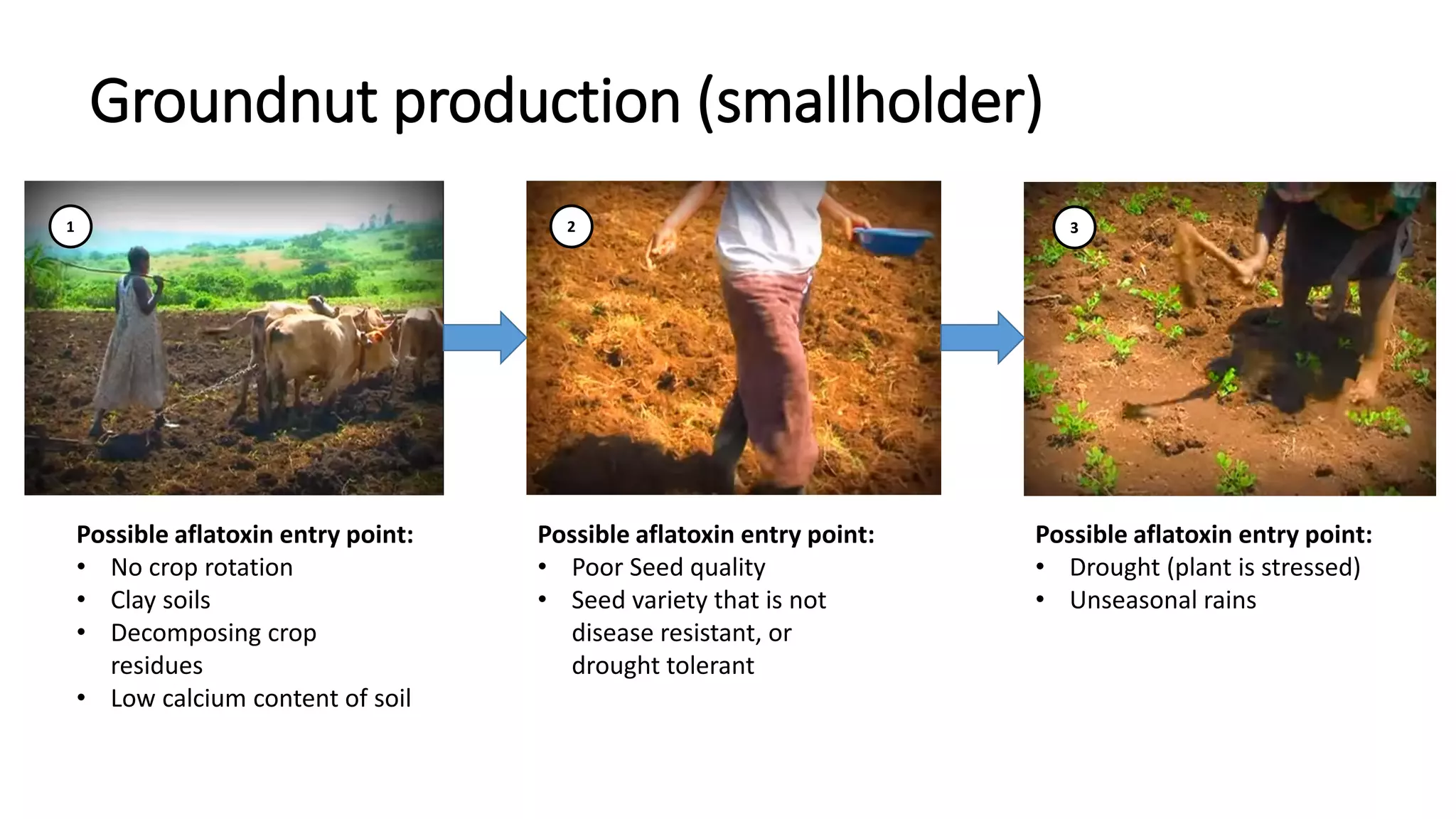 Groundnut aflatoxin exposure and the food safety policy environment ...
