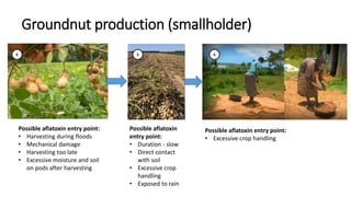 Groundnut aflatoxin exposure and the food safety policy environment ...