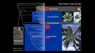 William J. Baker_The Uniqueness of Rattan | PDF | Biological Sciences ...