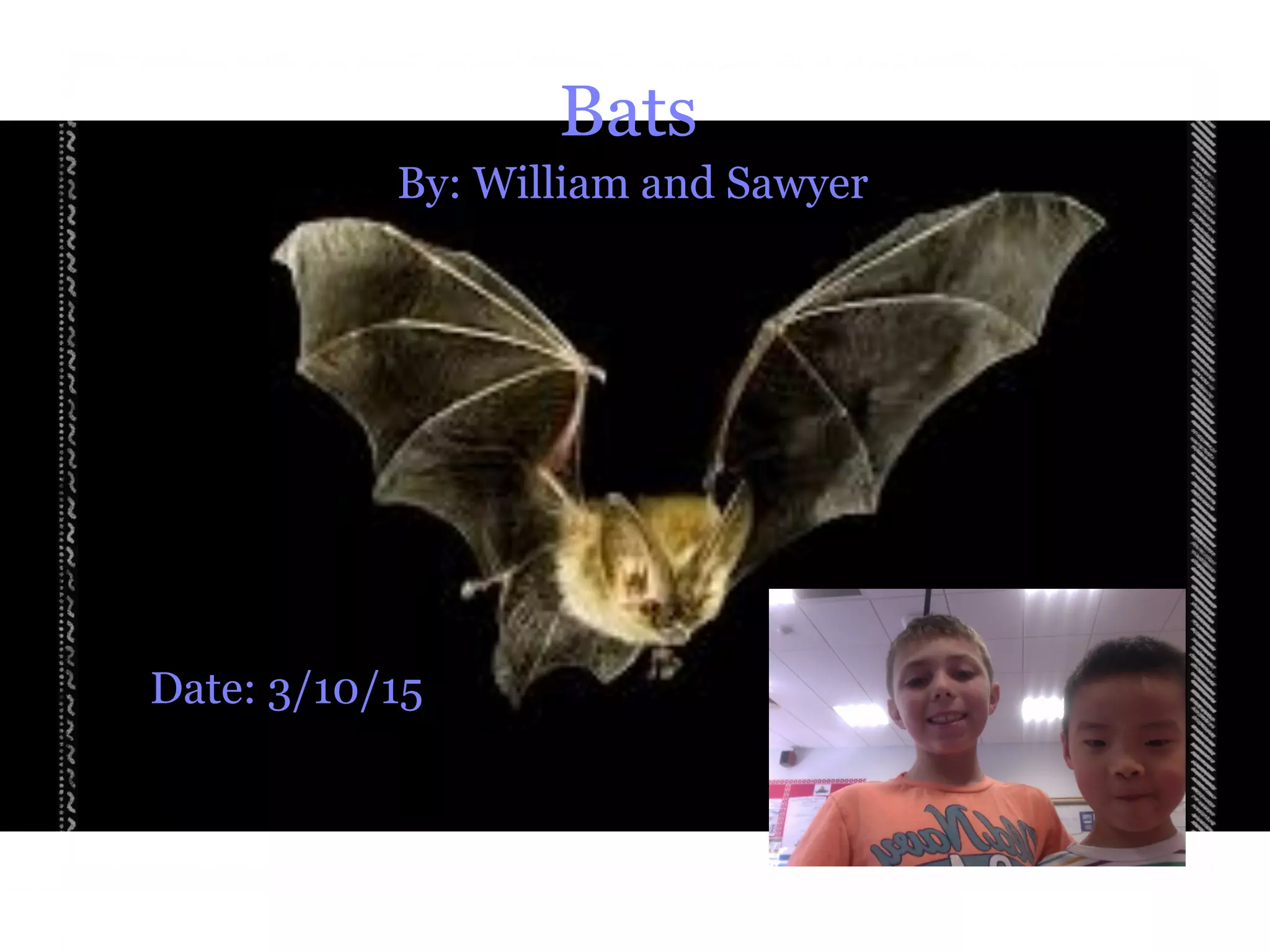 Bats: Facts About These Nocturnal Flyers | PPT