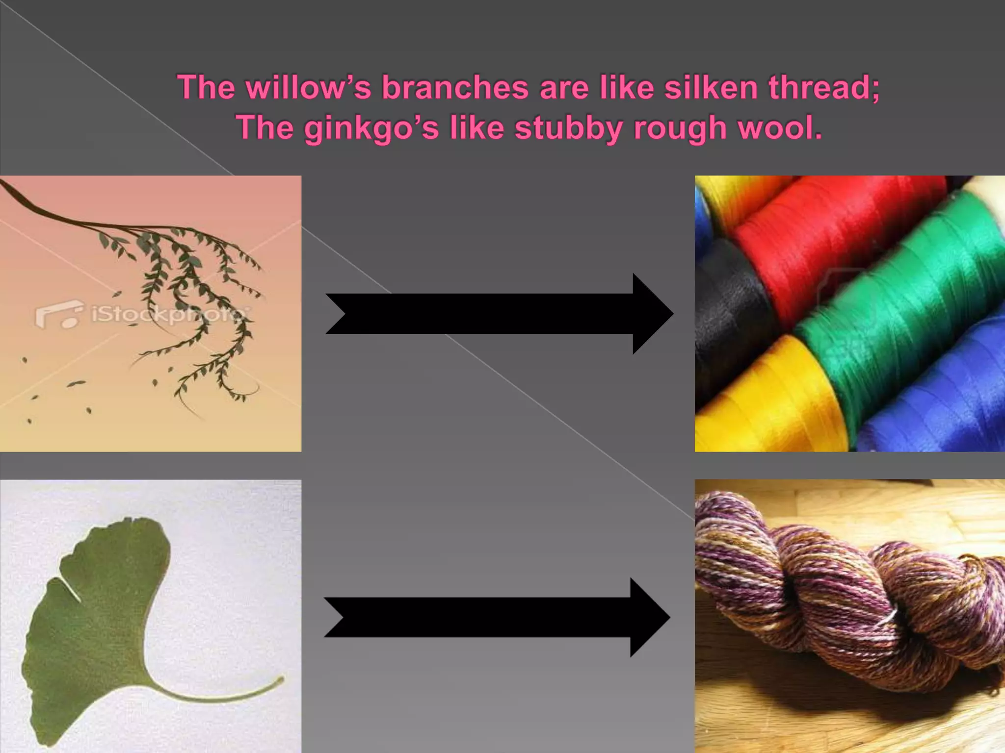 Willow and Ginkgo | PPTX